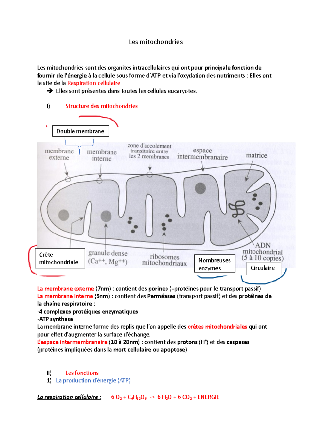 Les mitochondries - Les mitochondries Les mitochondries sont des ...