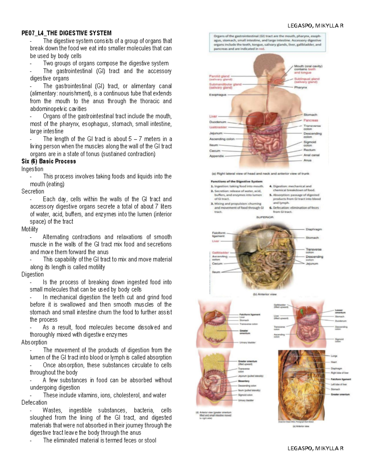 PE07 L4 - PE07_L 4 _THE DIGESTIVE SYSTEM The digestive system consists ...