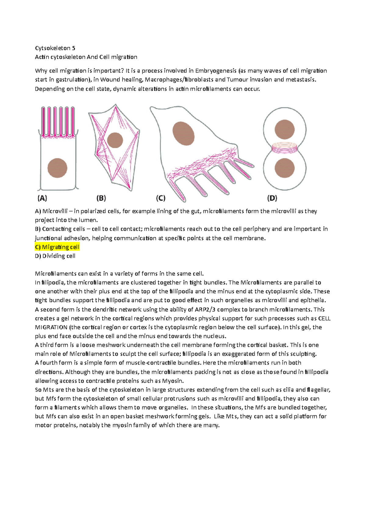 Cytsokeleton 5 - Martin - Cytsokeleton 5 Actin cytoskeleton And Cell ...