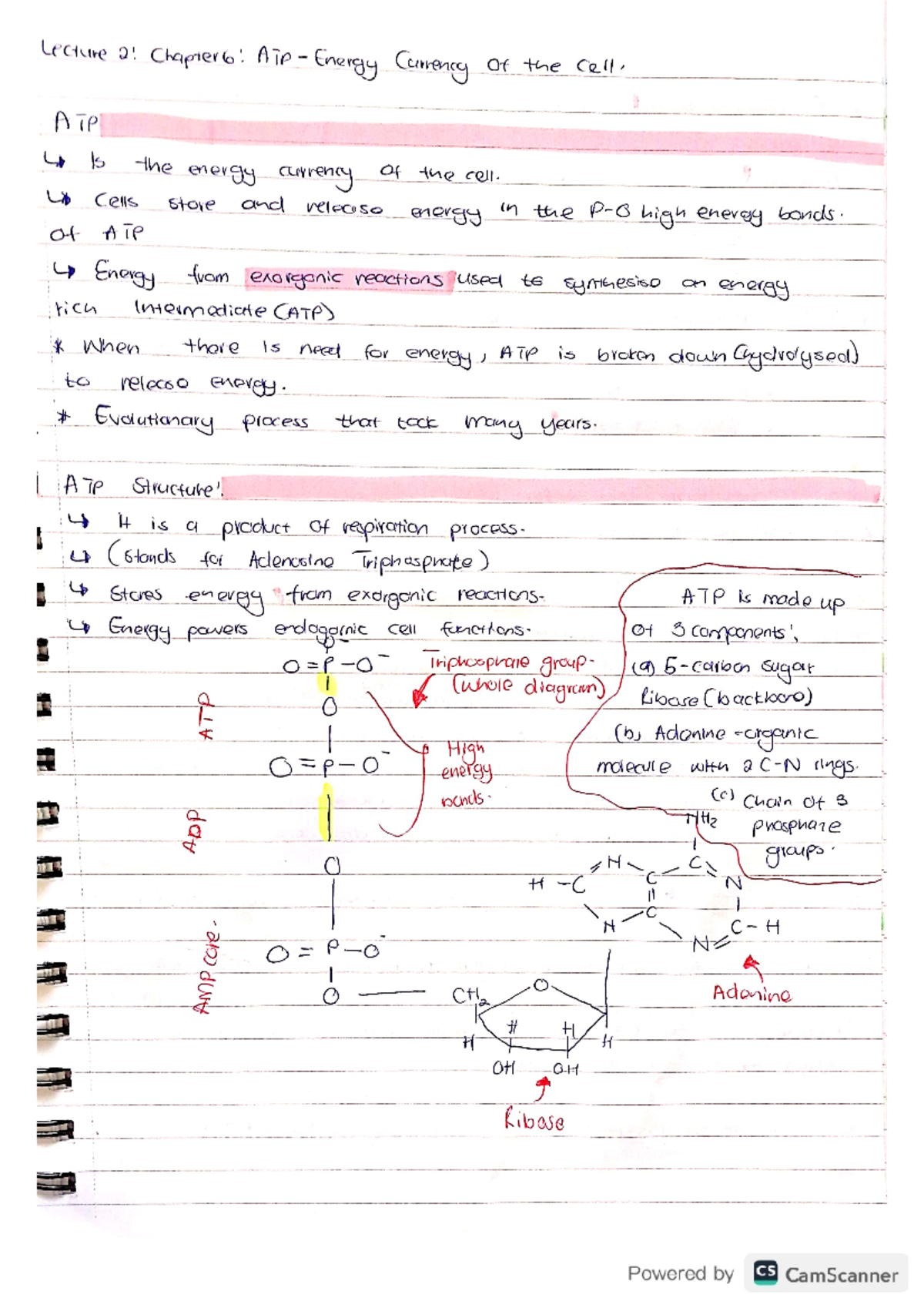 MLB 143...biochemistry - Lecture 21 Chapter 6: ATP. Energy Currency of ...