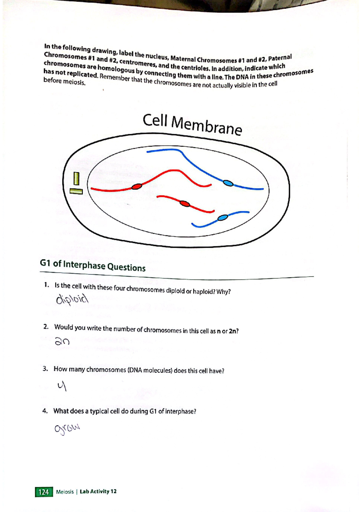 Lab activity 12 - FGCU - pet Paterna Chromosomes and ce, te MuCleus ...