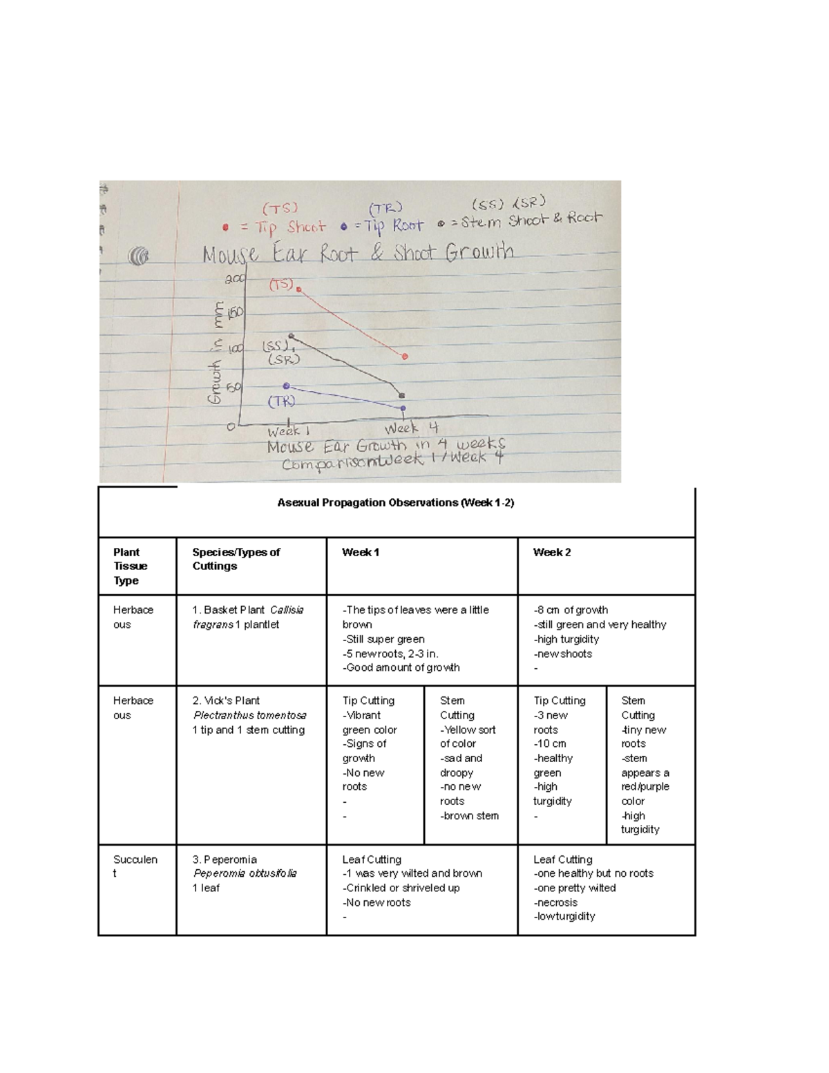 Experiment Results for SP/AP Lab - Asexual Propagation Observations ...