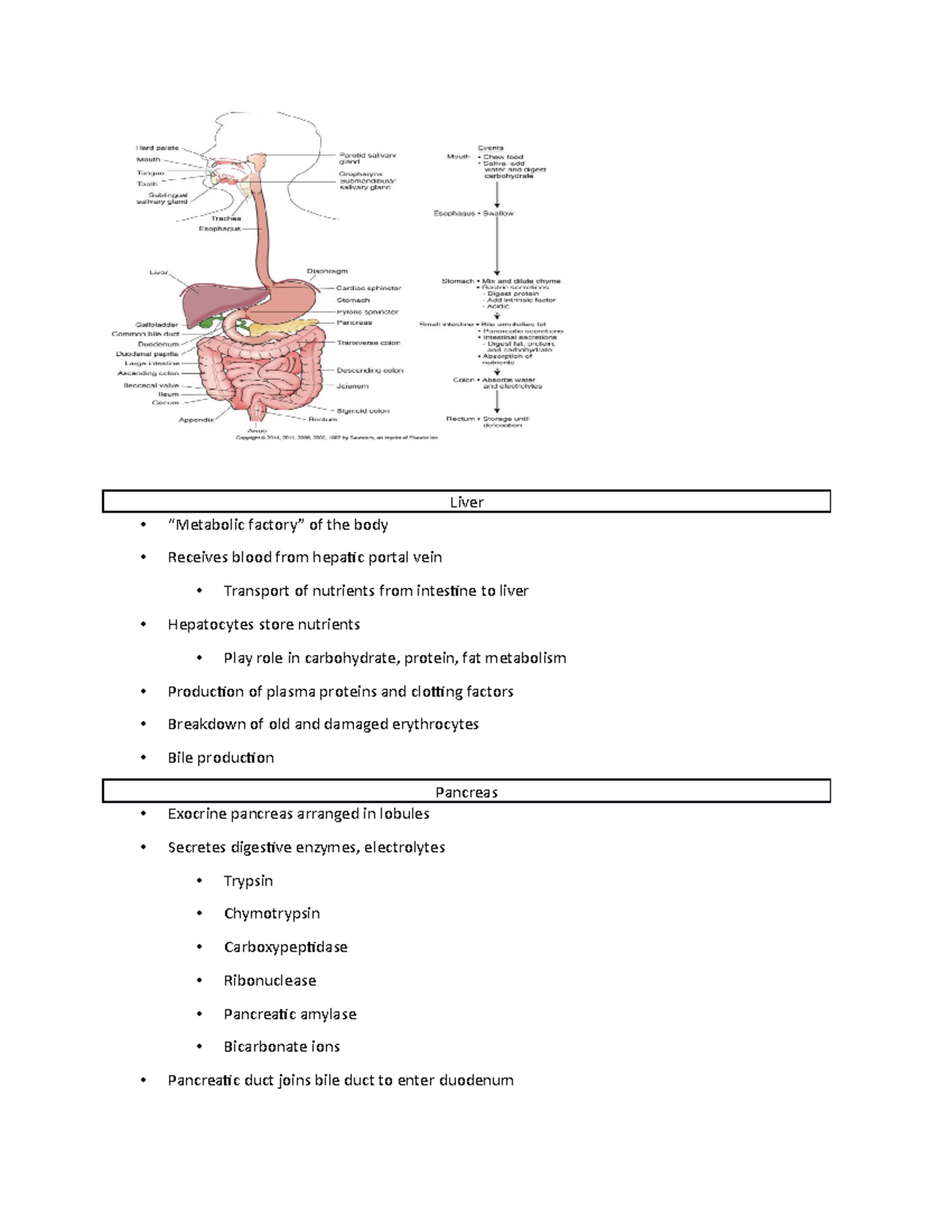 GI patho study guide - Liver “Metabolic factory” of the body Receives ...