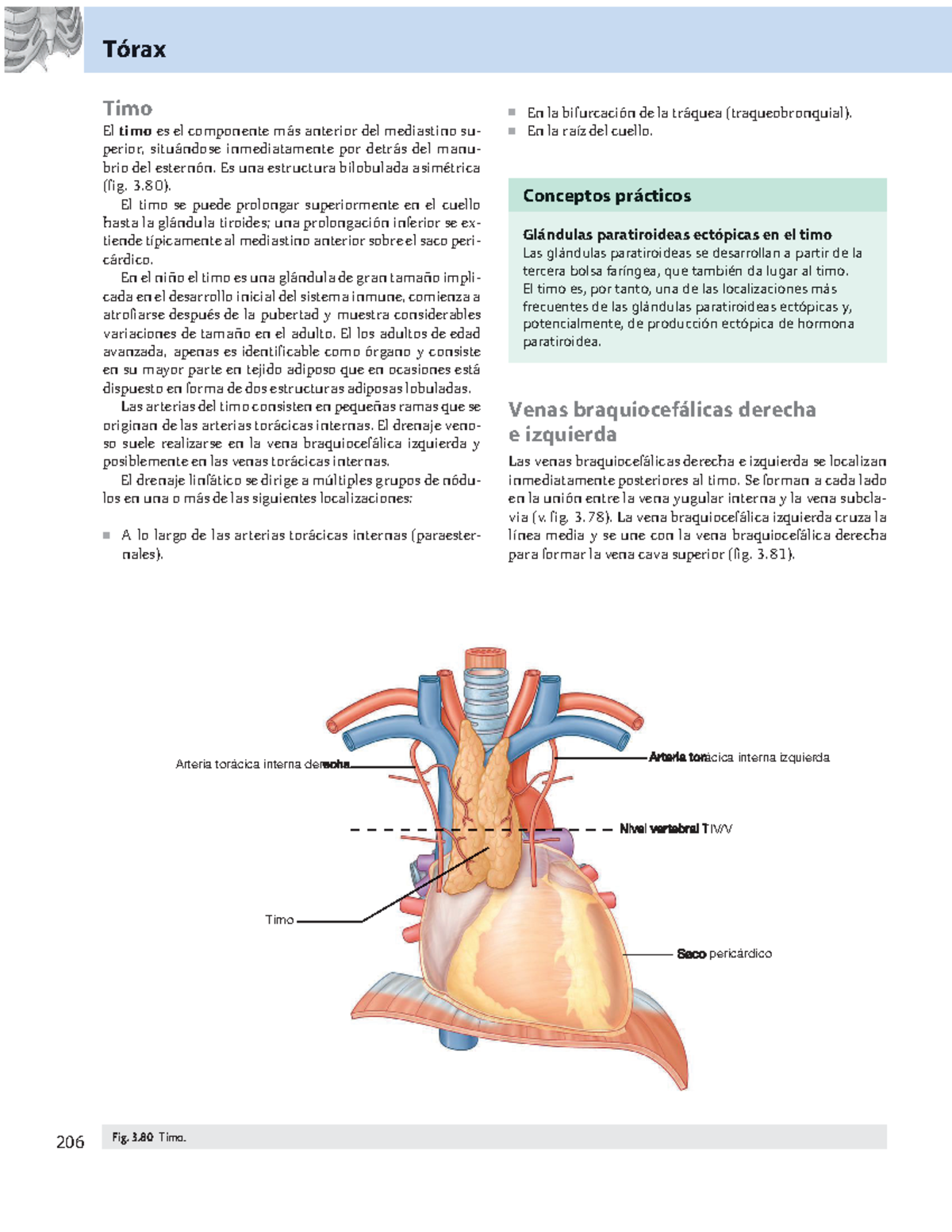 Timo, páncreas, glándulas suprarrenales GRAY - Tórax Arteria torácica ...