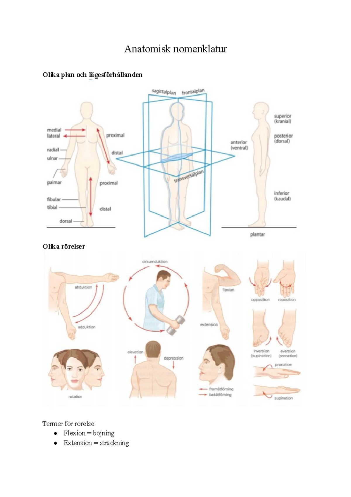 Anatomisk nomenklatur - Anatomisk nomenklatur Olika plan och ...