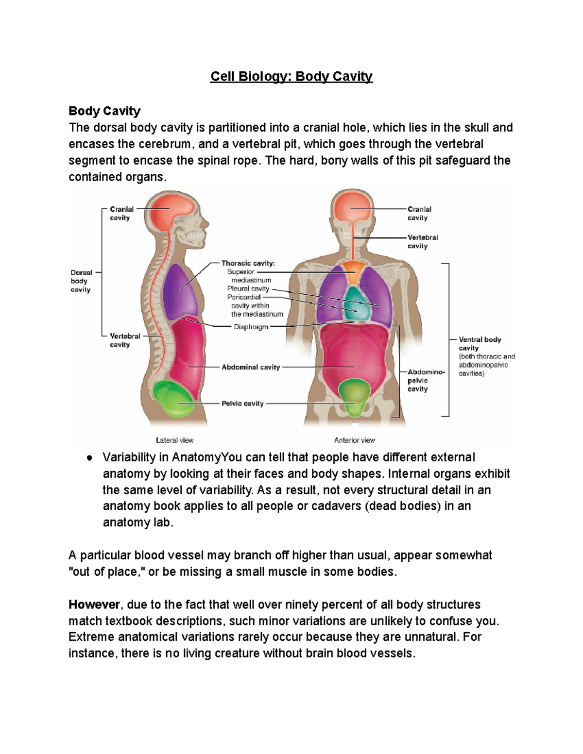 Cell Biology Body Cavity - Cell Biology: Body Cavity Body Cavity The ...