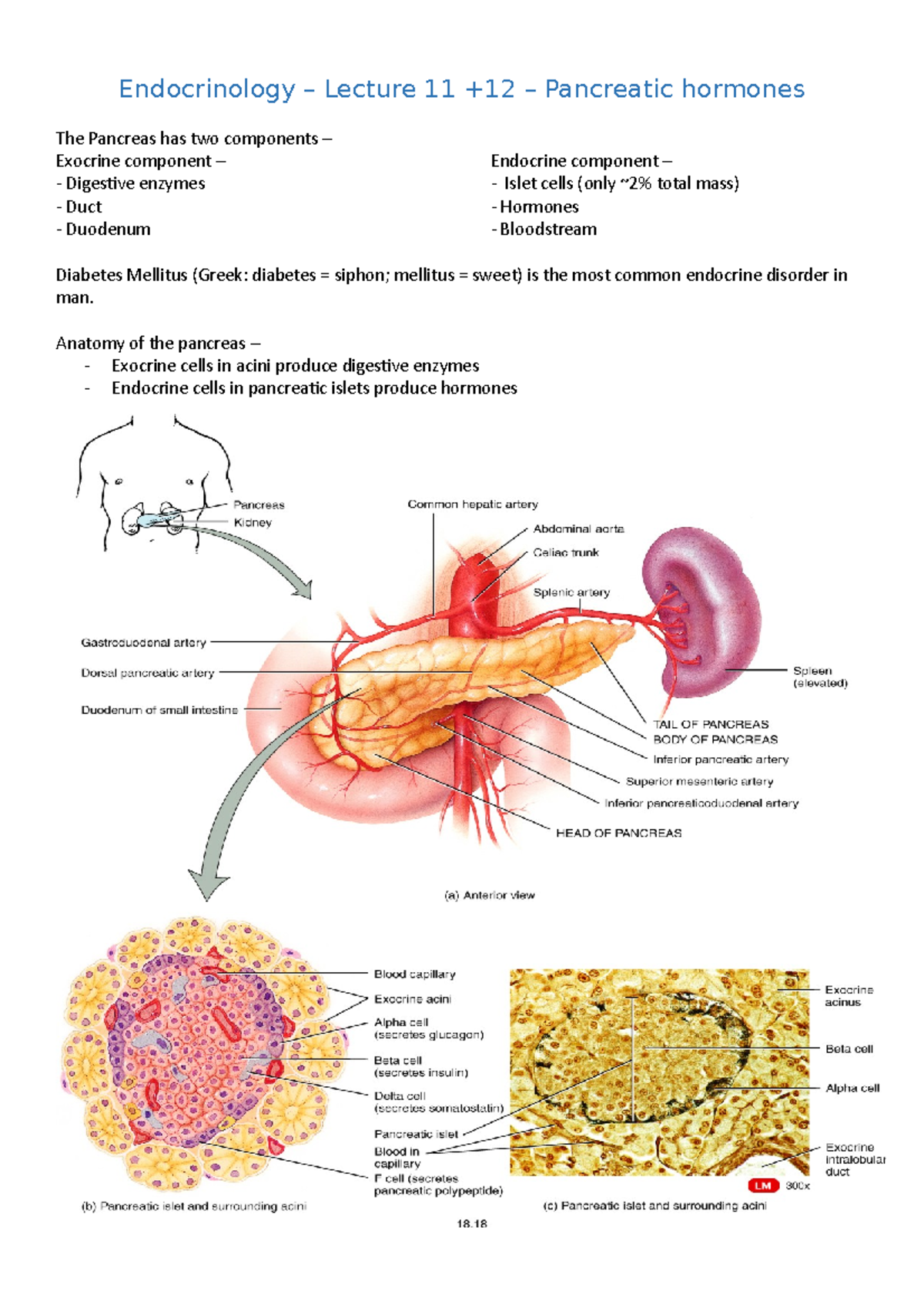 Endocrinology Lecture 11+12 - Endocrinology – Lecture 11 +12 ...