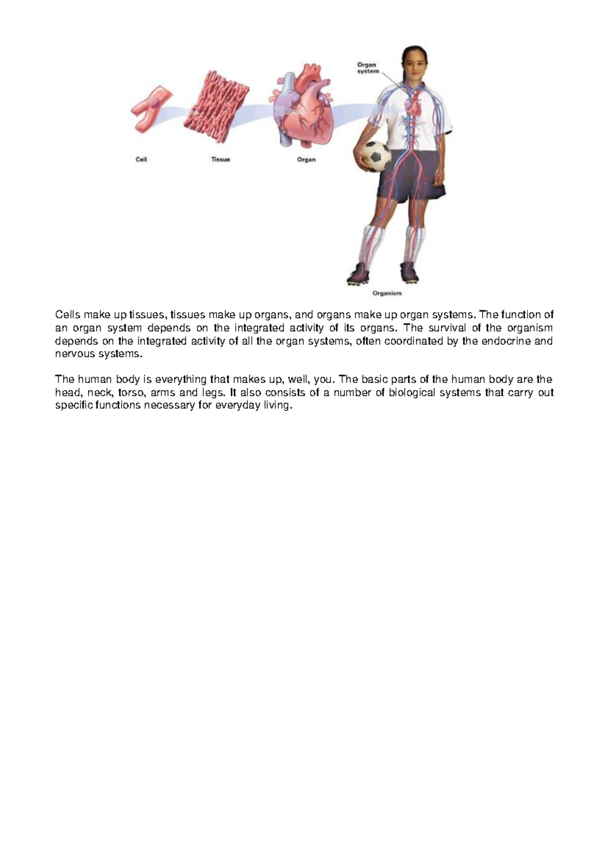 The Muscular System - Cells make up tissues, tissues make up organs ...