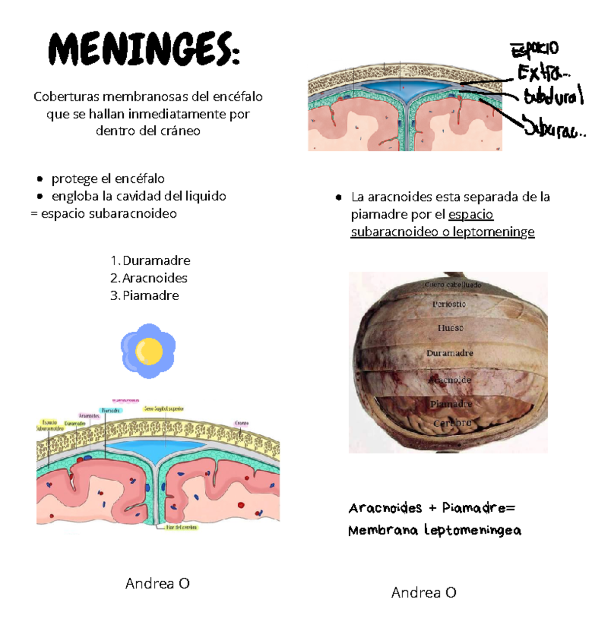 Anatomía de meninges - Anatomia humana - MENINGES: 1. Duramadre 2 ...