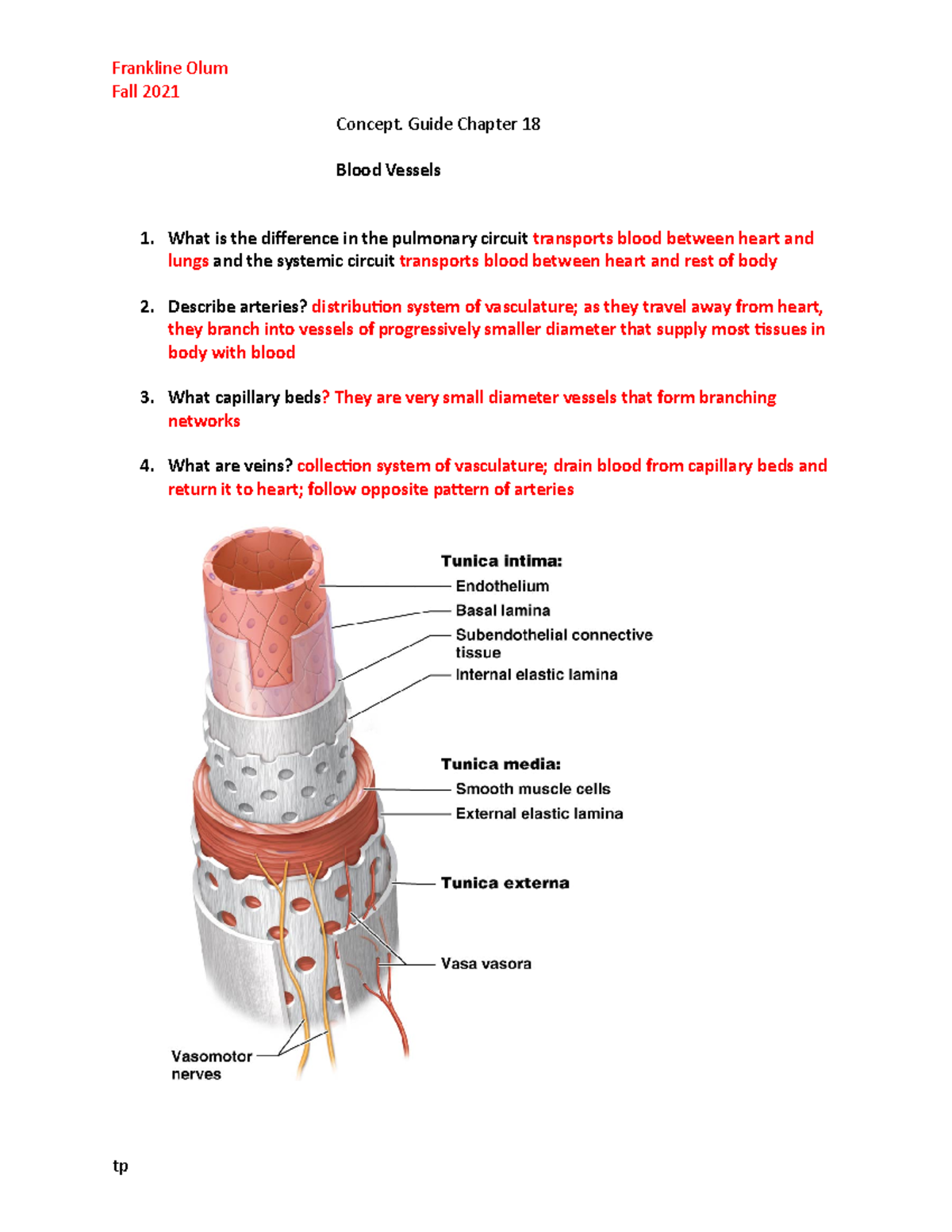 Blood vessels - Mandatory Assignment - BIOS 2320 - MCC - Studocu