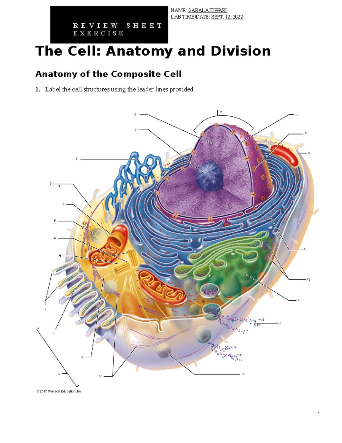 Lab Exam 1 Worksheet Cells The Cell Anatomy And Division Anatomy