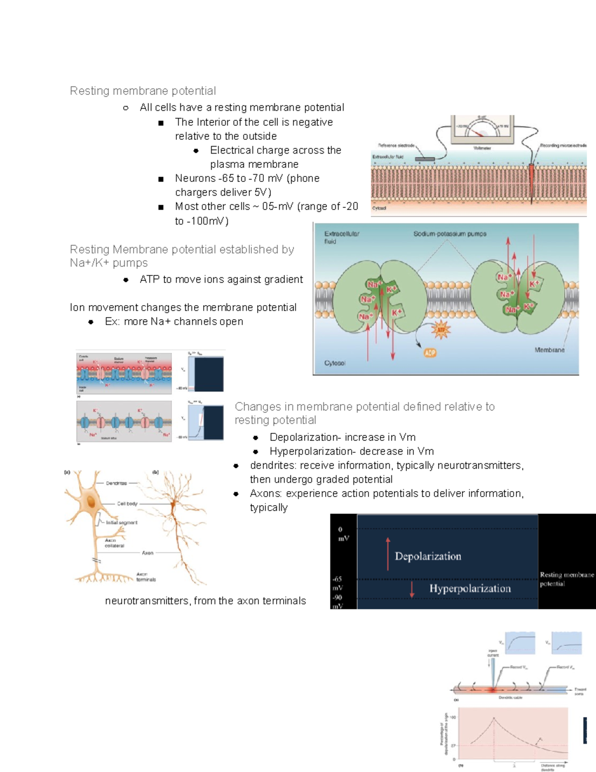 BIO 302 Lecture 5 - Fall 2022 - Resting membrane potential All cells have a resting membrane ...