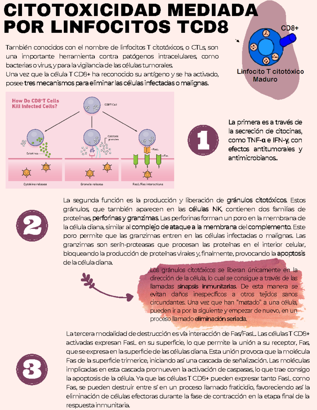 Citotoxicidad - La segunda función es la producción y liberación de ...