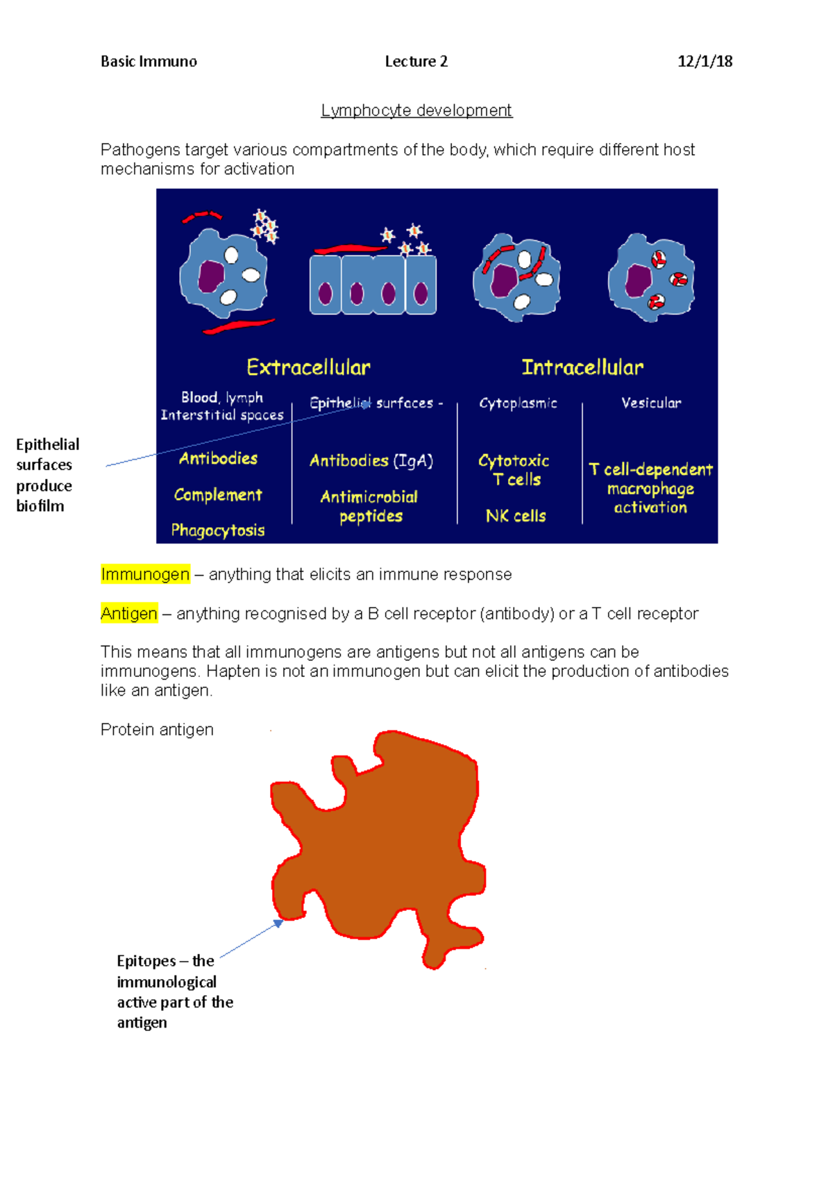 Lymphocyte development - Basic Immuno Lecture 2 12/1/18 Lymphocyte ...
