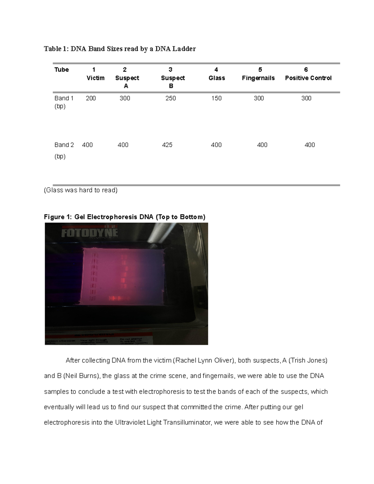 Lab Report Results - Gel Electrophoresis Lab - Table 1: DNA Band Sizes ...