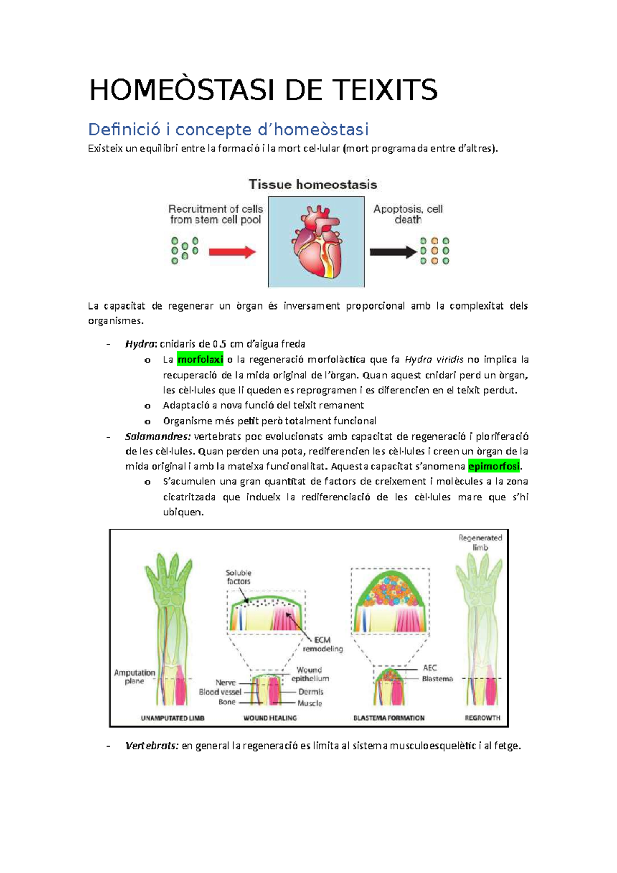 Tema-2 - tema 2 homeòstasi de teixits, enginyeria de teixits 2022-2023 - HOMEÒSTASI DE TEIXITS ...