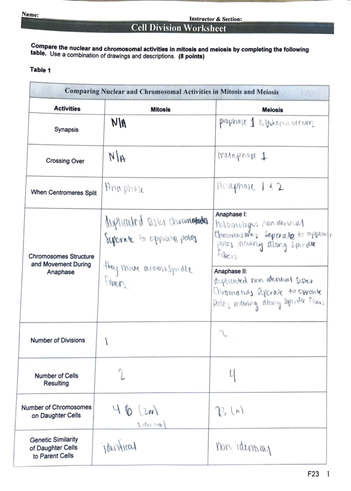 cell divison workseet - Name: I & s • Cell Division Worksheet ;:mpare ...
