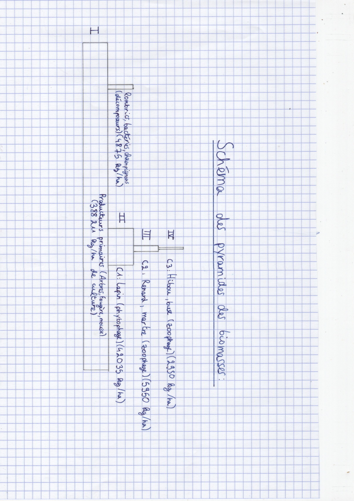 Schema pyramide spe svt - Sciences de la vie et de la Terre - Studocu