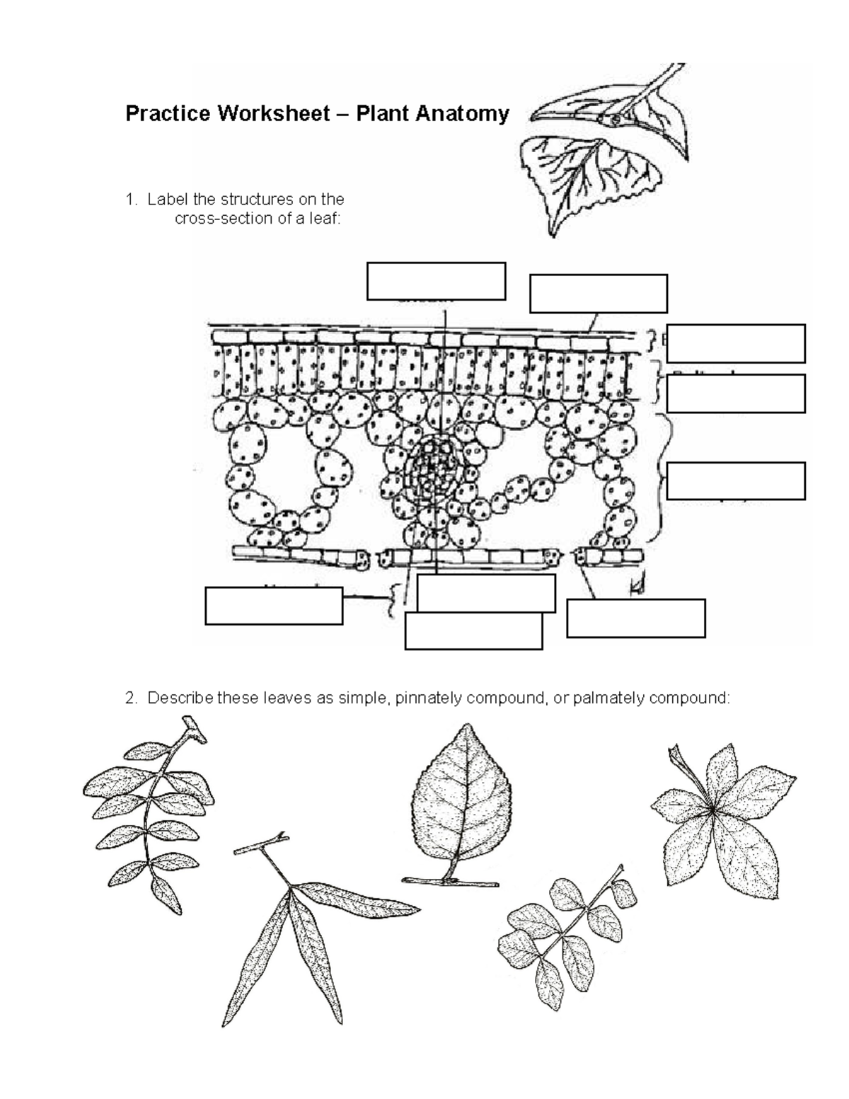 Plant Anatomy - biology assignment - Practice Worksheet – Plant Anatomy ...