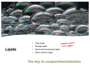 DNA-RNA Replication And Transcription - From Nucleotides ####### To ...