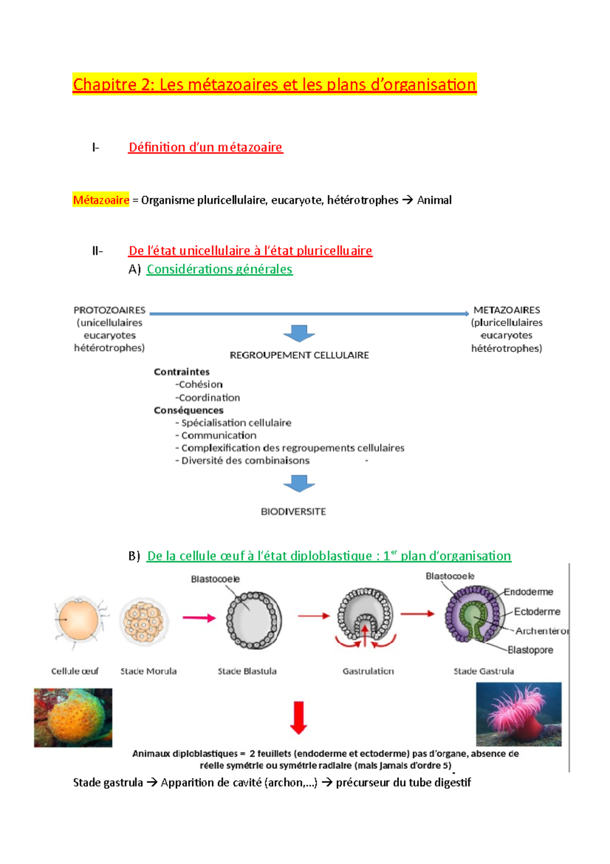 BOA 2 Métazoaire - Cours L1 SVT - Chapitre 2: Les métazoaires et les ...