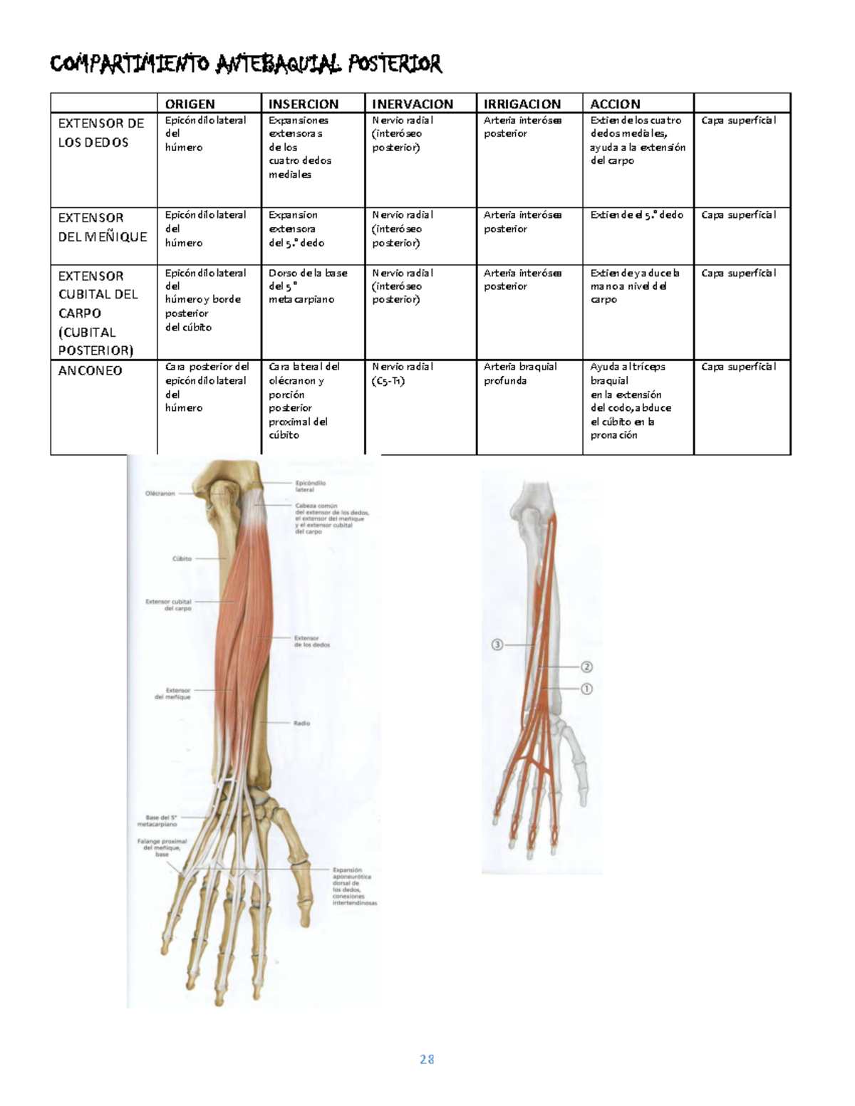 resumen de miembro superior - COMPARTIMIENTO ANTEBAQUIAL POSTERIOR ...
