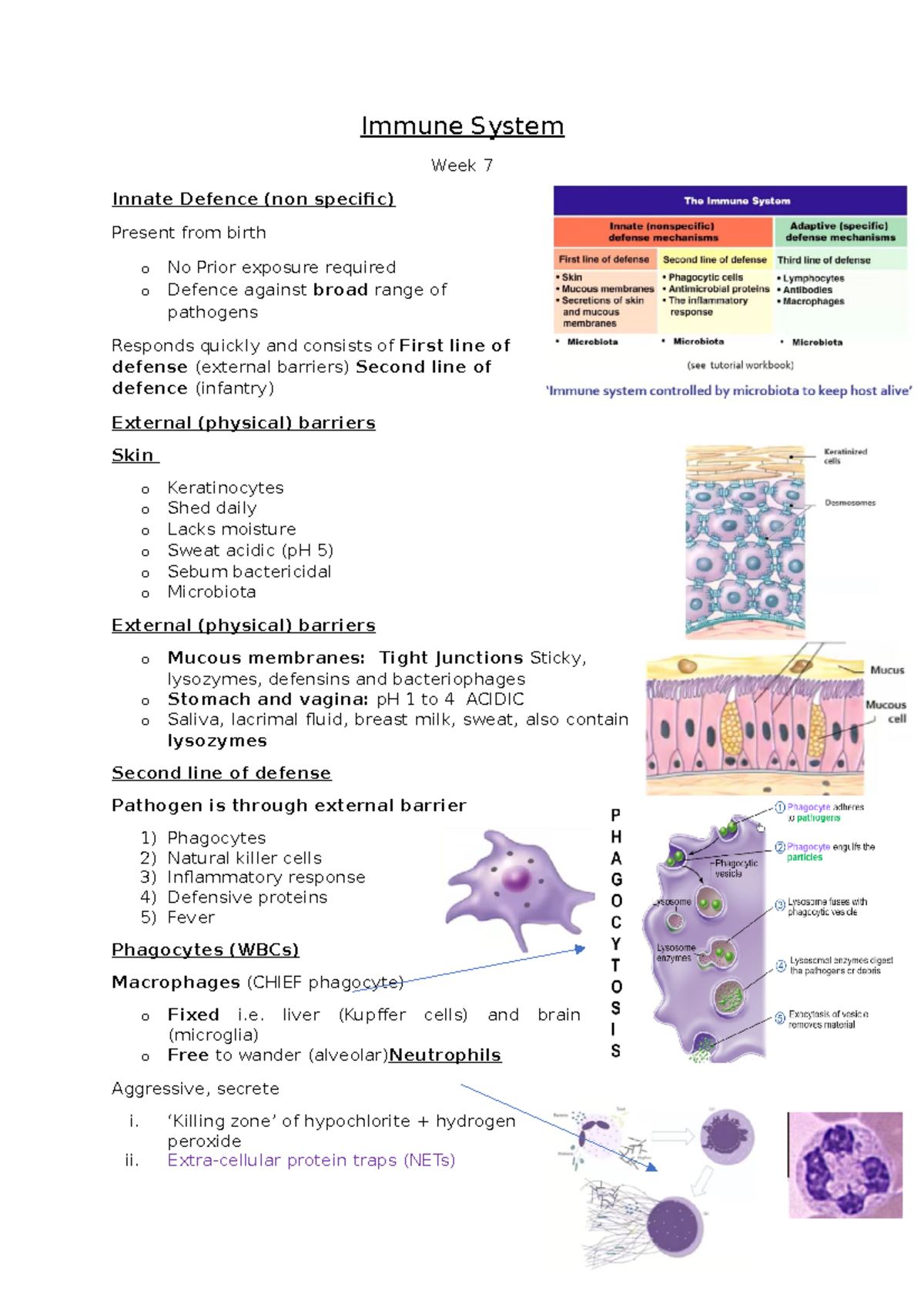 Immune System . Week 7 - Immune System Week 7 Innate Defence (non ...