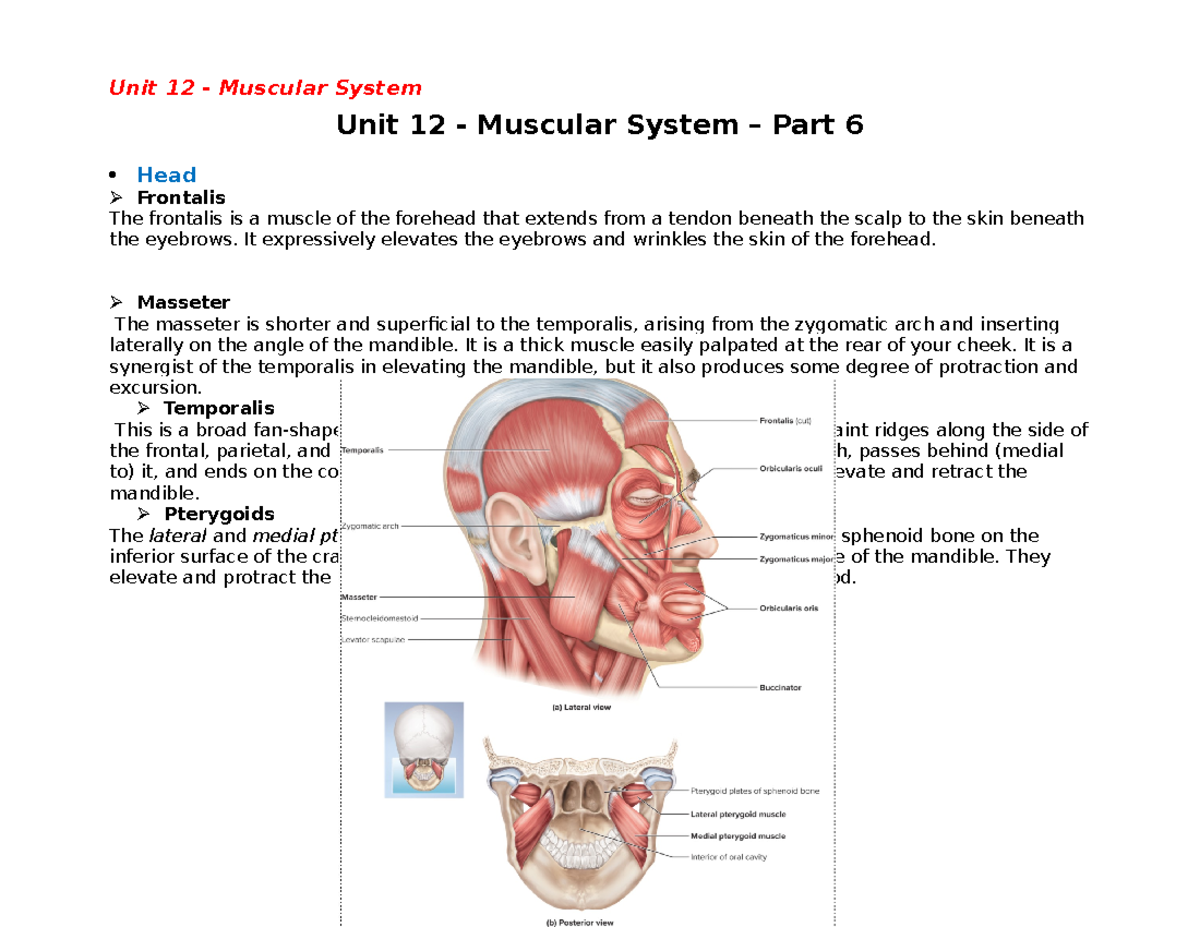 Unit 12 - Muscular System - Part 6 - Unit 12 - Muscular System Unit 12 ...