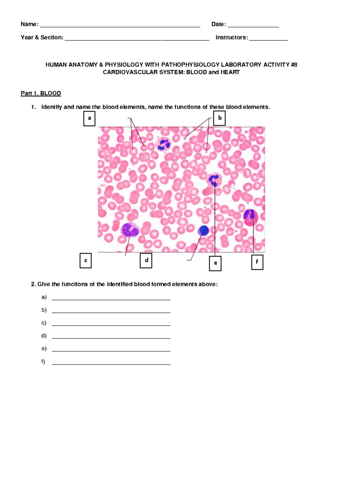 APP 8th Lab. Activity (Cardiovascular System Blood and Heart) - Name ...