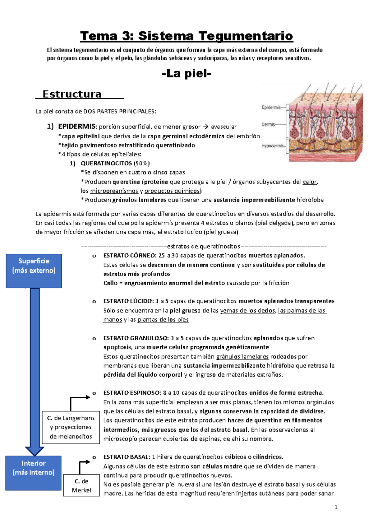 3-Sistema Tegumentario - Tema 3: Sistema Tegumentario -La piel- Estructura o( La piel consta de ...