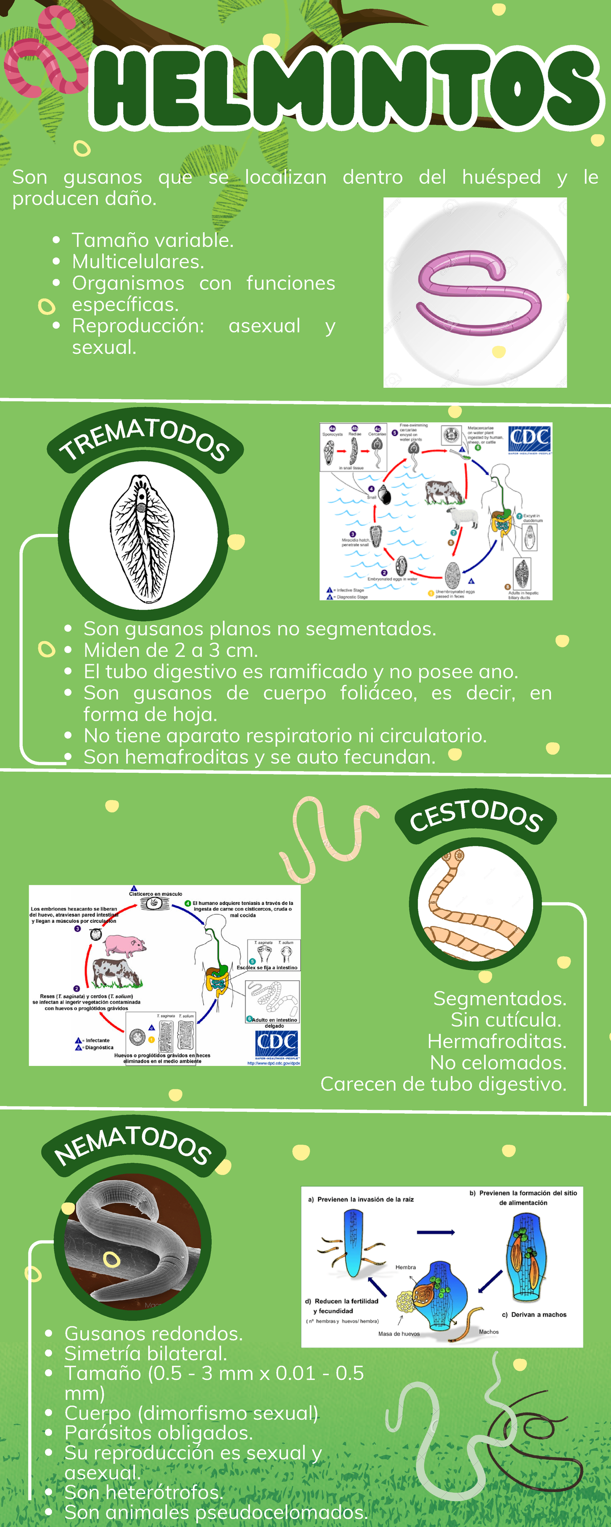 Helmintos y sus derivados - HELMINTOSHELMINTOS T R E M A TO D O S ...