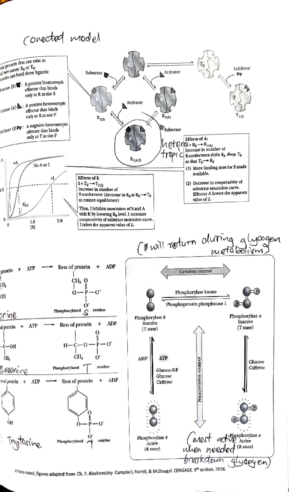 Chapter 7 biochemistry revision manual chapter 7 - CHEM 345P - Studocu