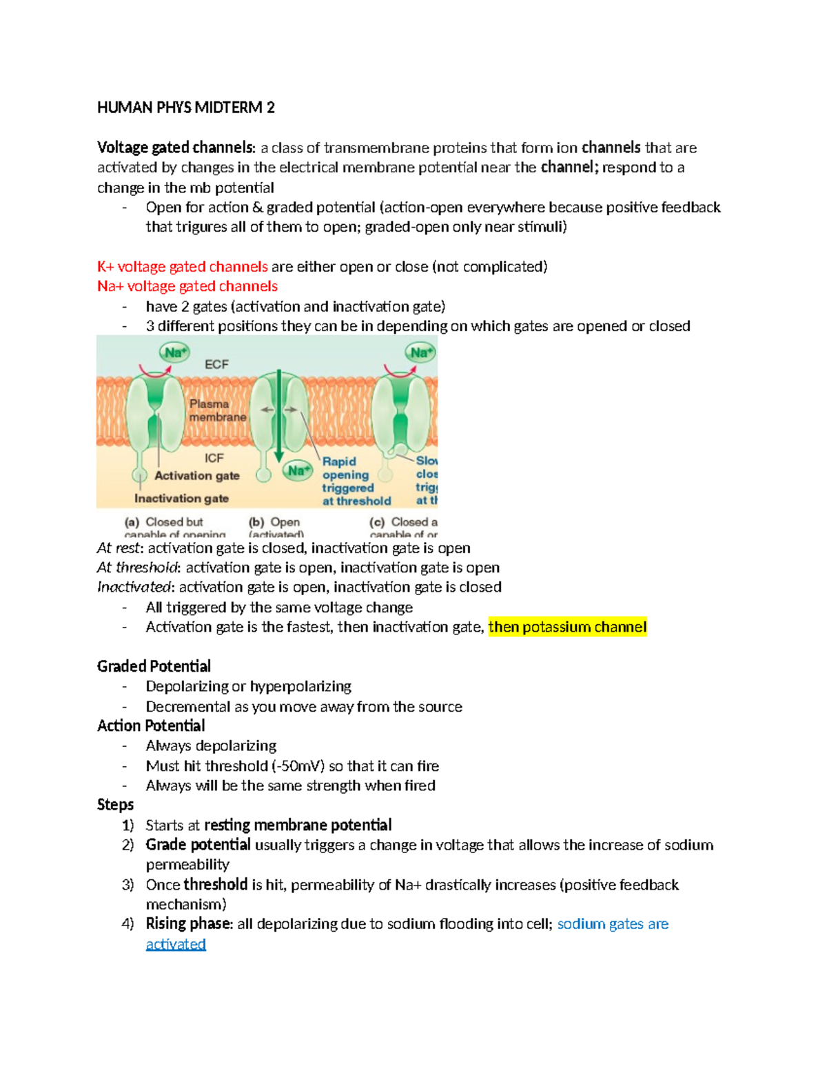 Human PHYS Midterm 2 - HUMAN PHYS MIDTERM 2 Voltage gated channels: a ...