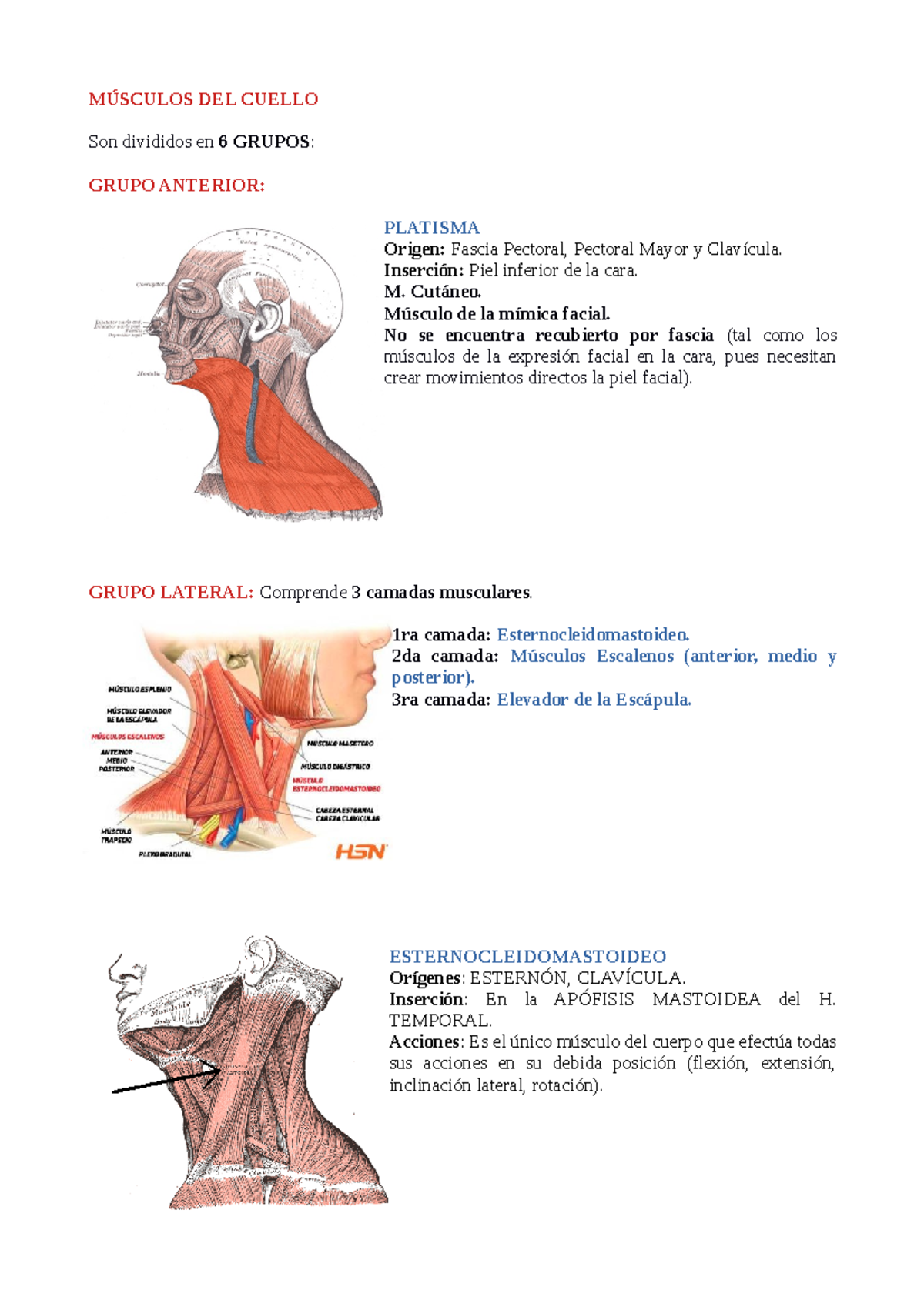 Músculos DEL Cuello - MÚSCULOS DEL CUELLO Son divididos en 6 GRUPOS ...