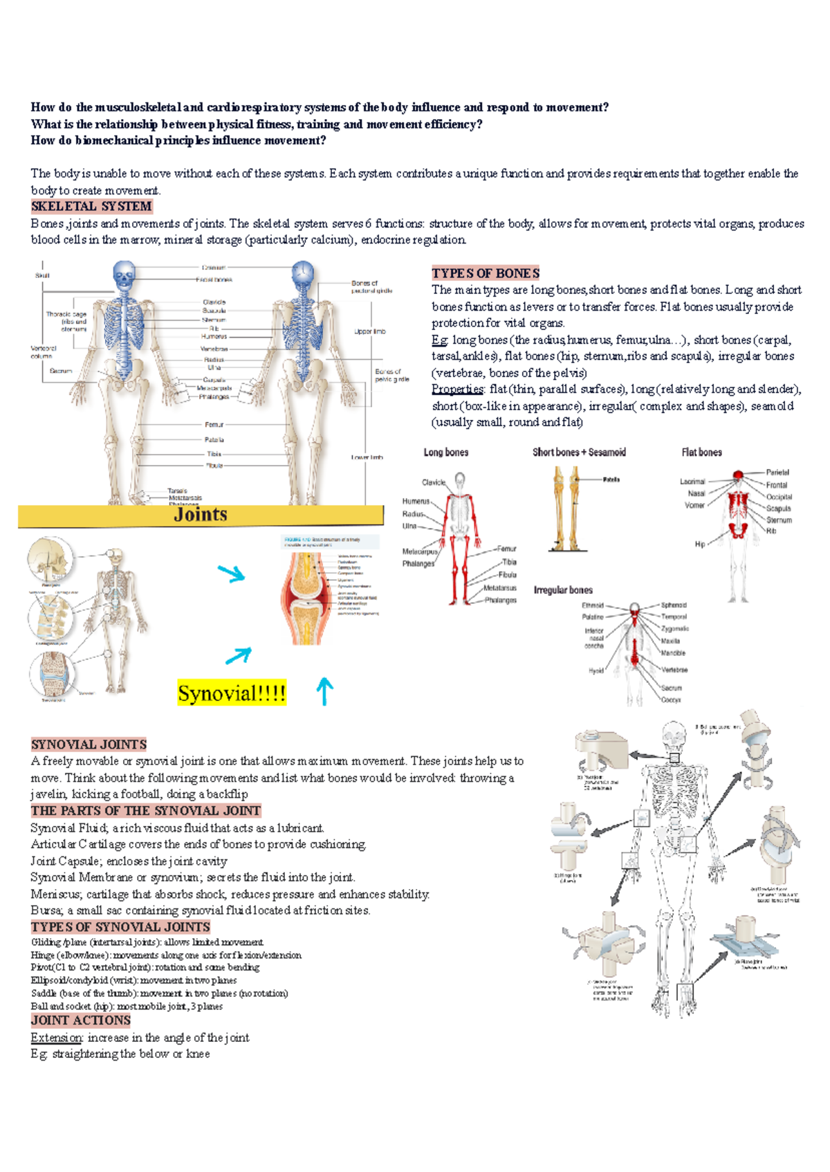 Pdhpe Y11 T2 - How do the musculoskeletal and cardiorespiratory systems ...