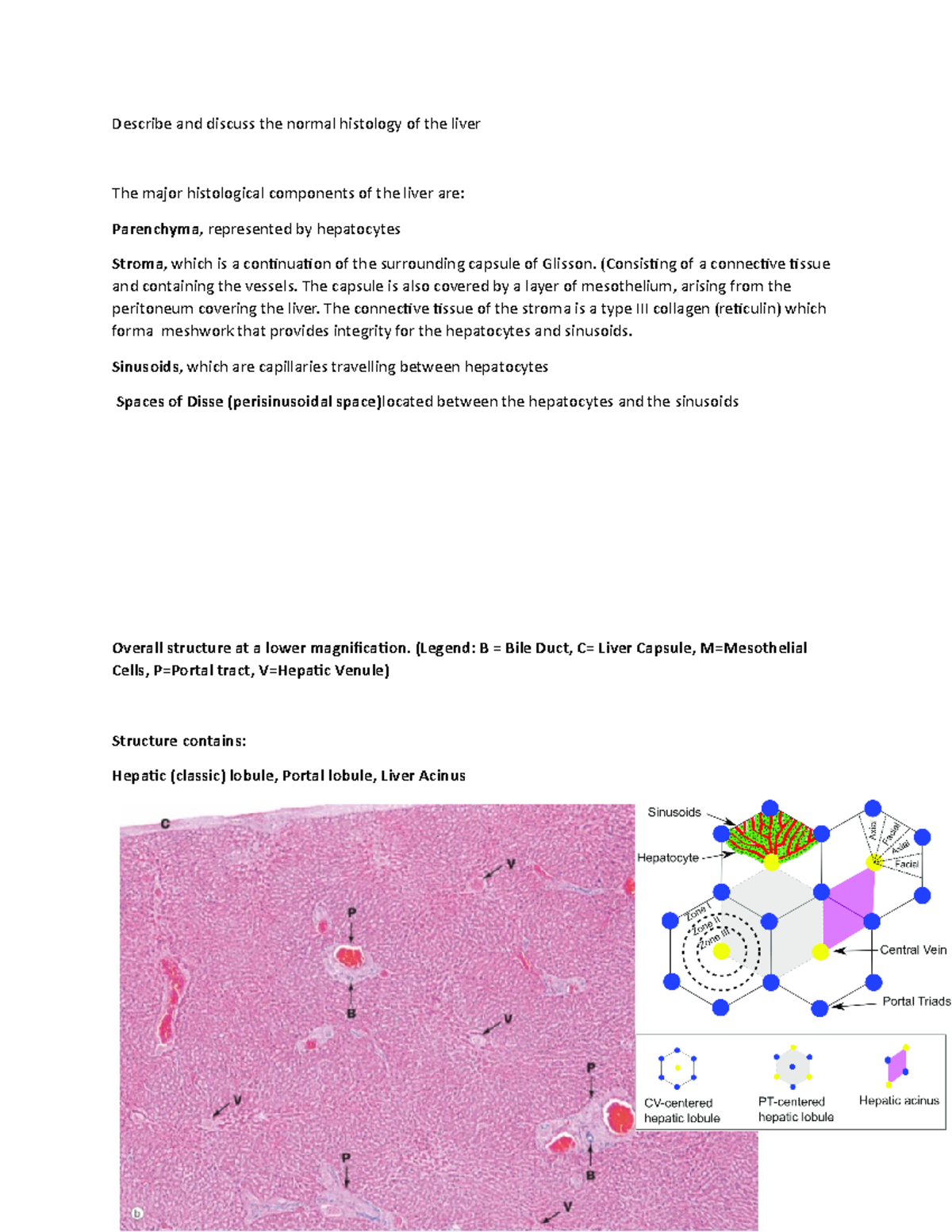 Veins Of Liver Histology