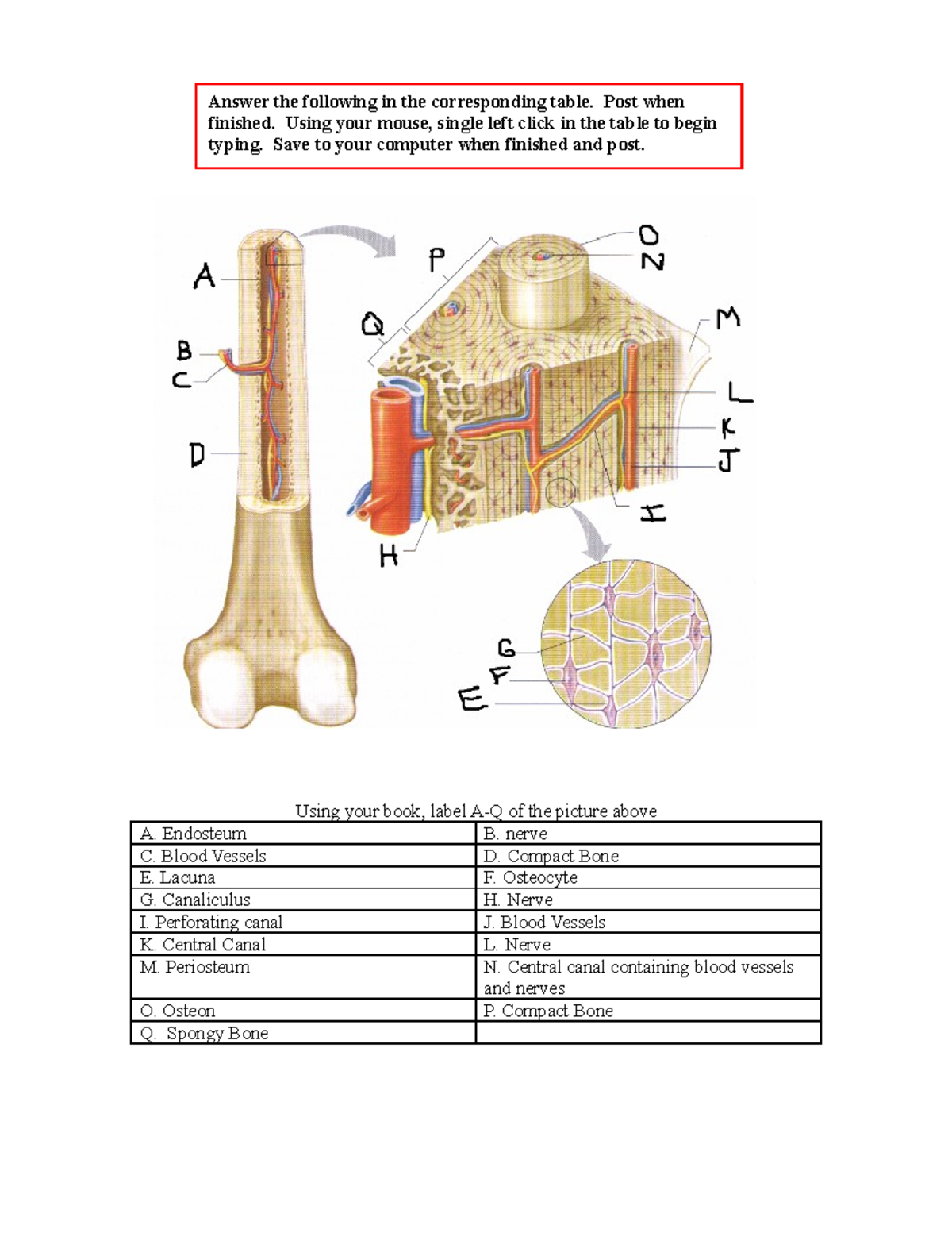 Skeletal System - Using your book, label A-Q of the picture above A ...