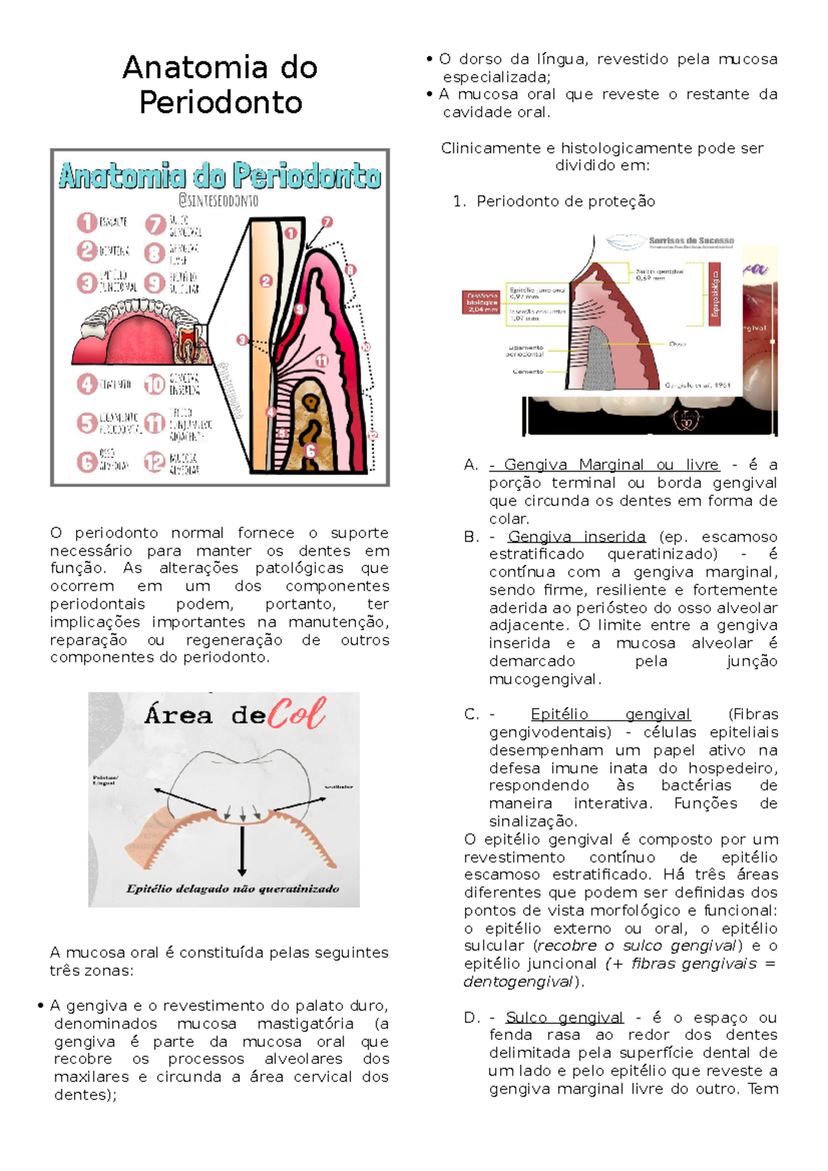 Anatomia do Periodonto - Anatomia do Periodonto O periodonto normal ...