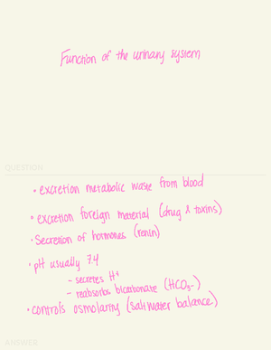 CV upper vessels mink - Circulatory routesSystem arteriesabove the ...