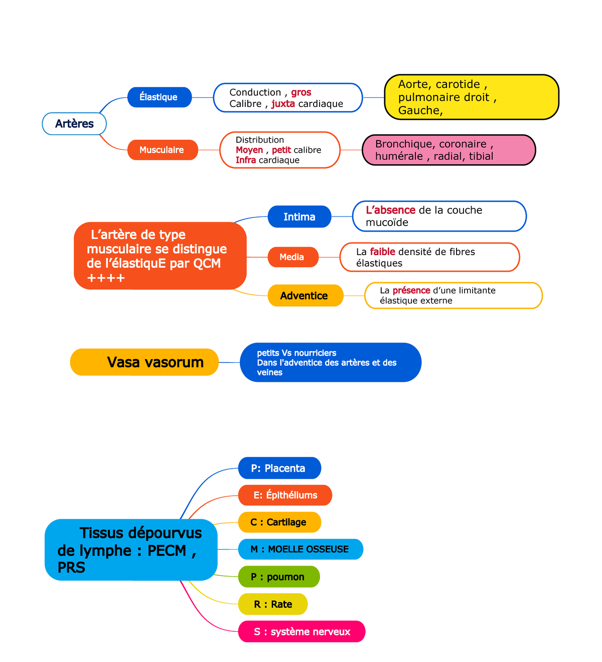 Appareil cardiovasculaire - Artères Élastique Conduction , gros Calibre ...