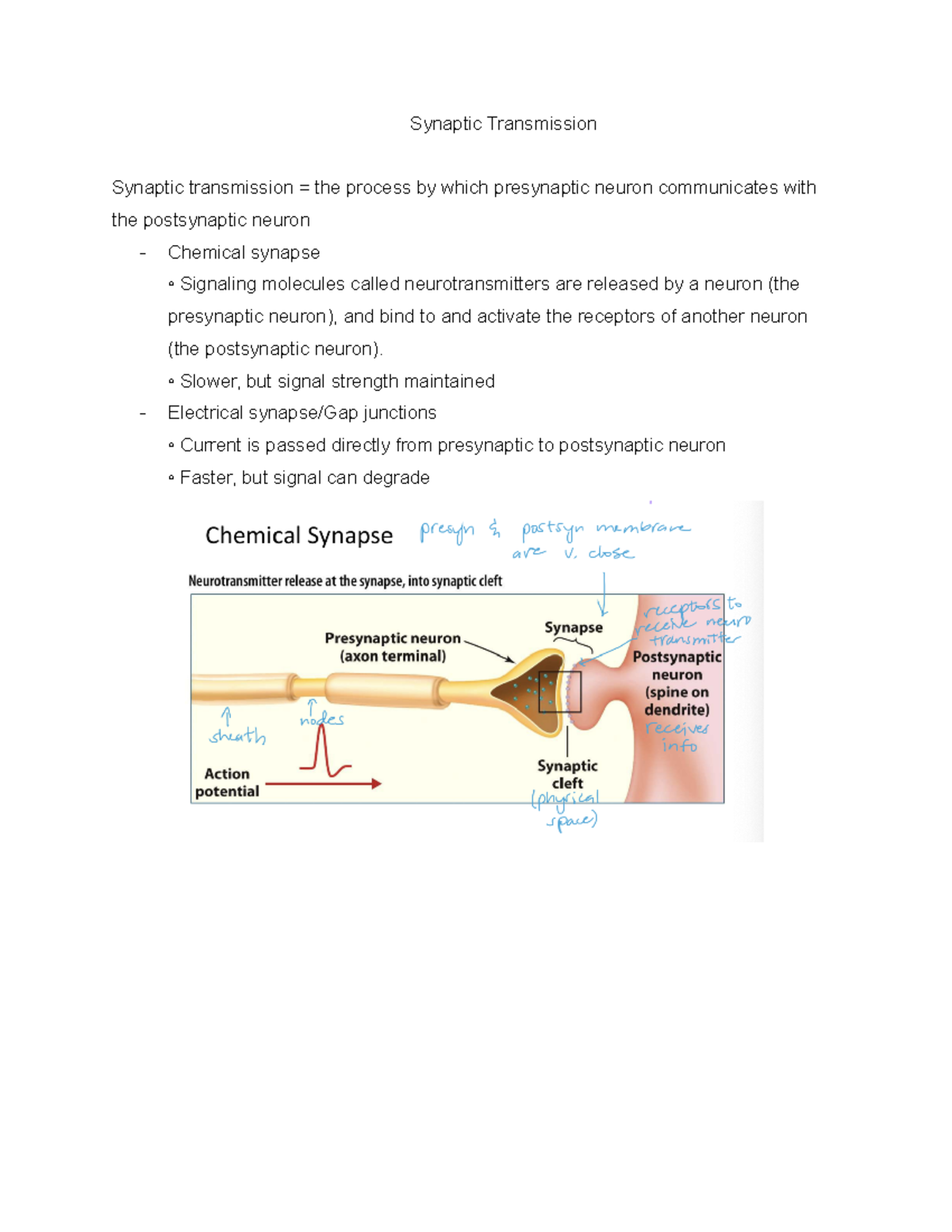 Synaptic Transmission - Synaptic Transmission Synaptic transmission ...