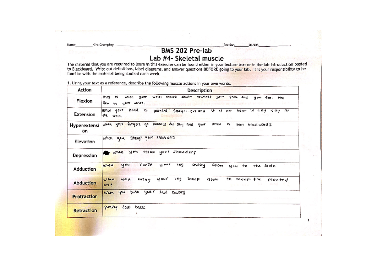 Anatomy pre lab #4 - Pre lab #4 - BMS 202 - Studocu