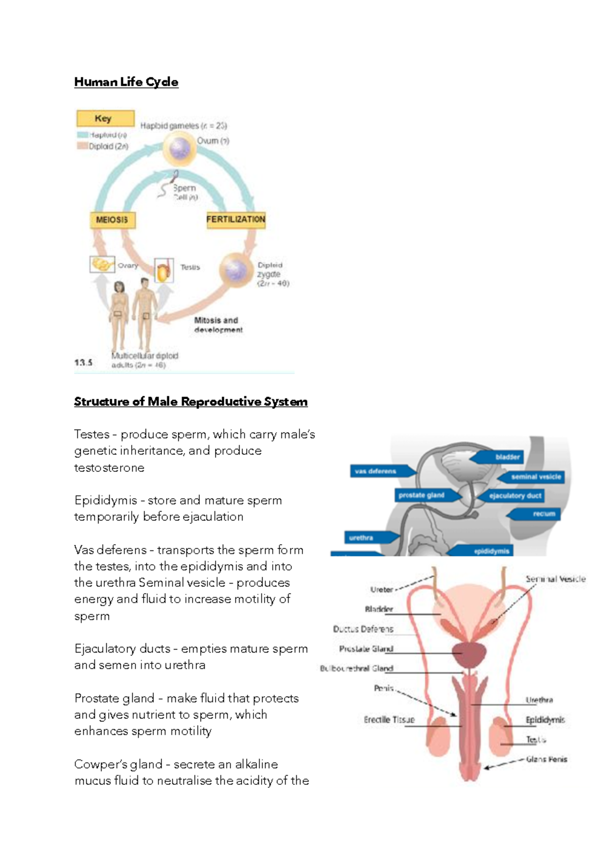 Human Reproduction Notes - Human Life Cycle Structure of Male ...