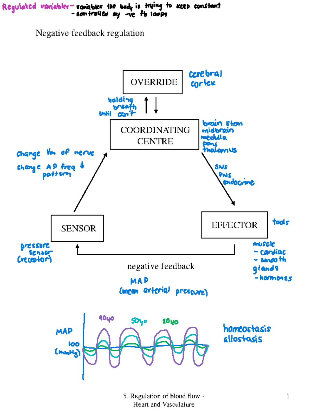 Unit 1 Blood Flow Completed Notes - 5. Regulation of blood flow - 1 ...