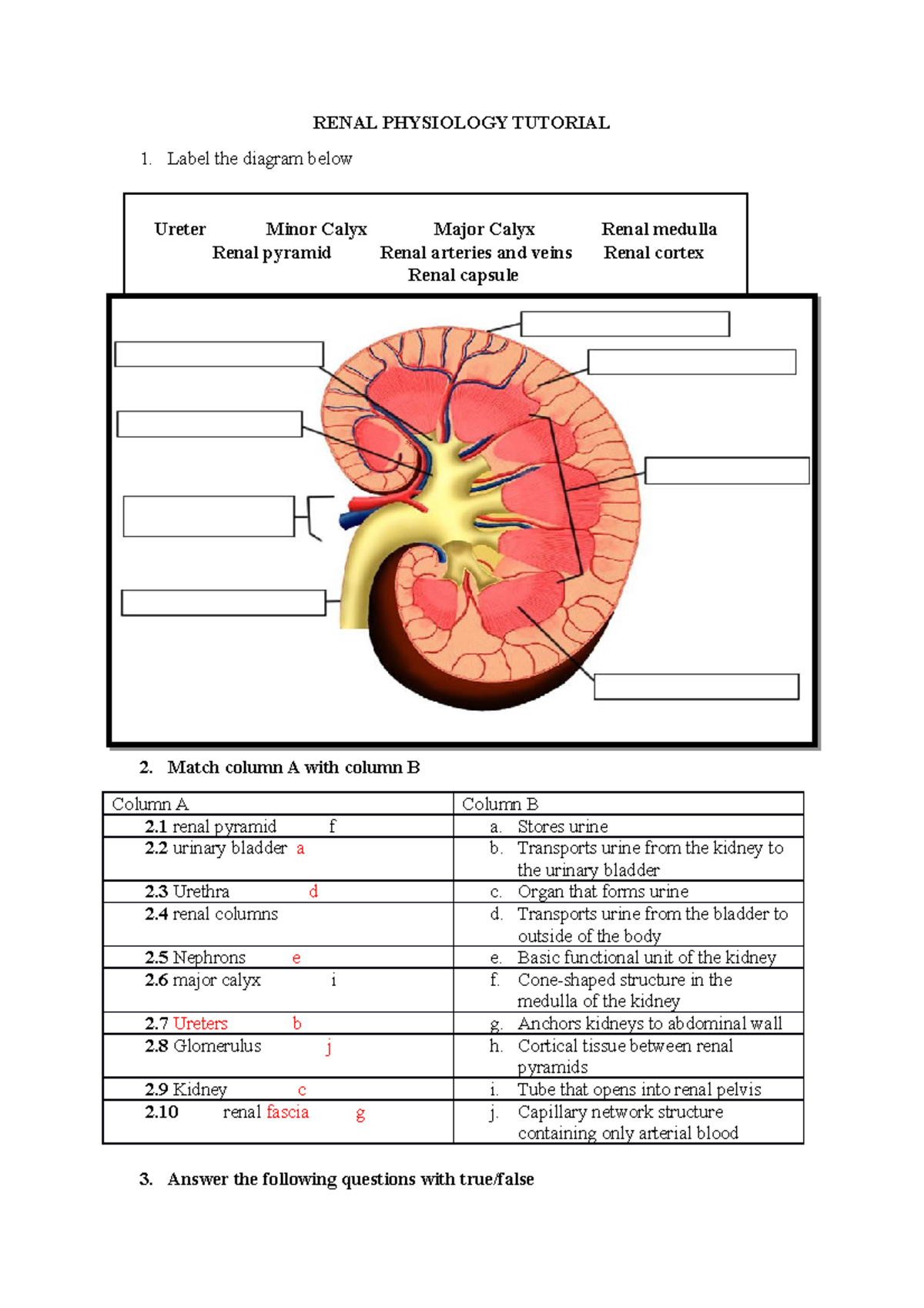 Renal Physiology Tutorial - RENAL PHYSIOLOGY TUTORIAL Label the diagram ...