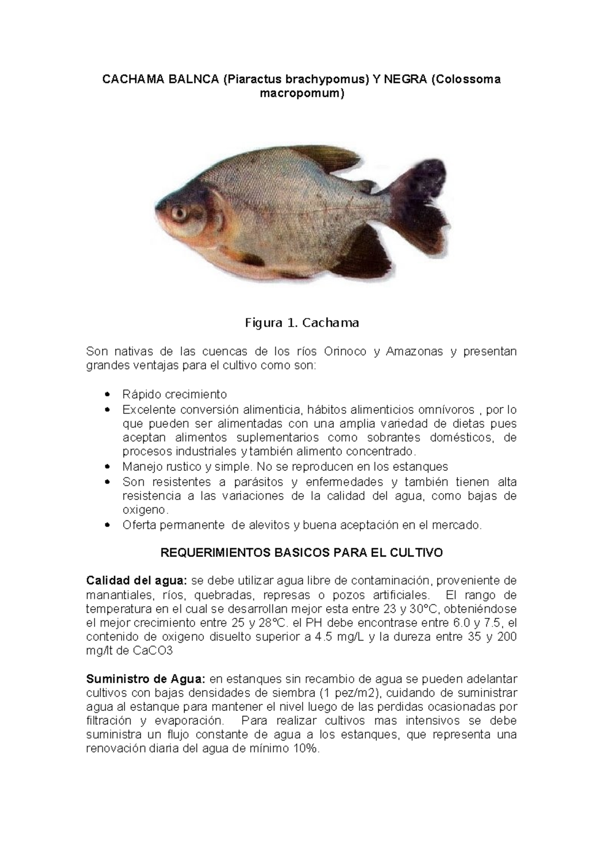 Cachama- Balnca - CACHAMA BALNCA (Piaractus brachypomus) Y NEGRA ...