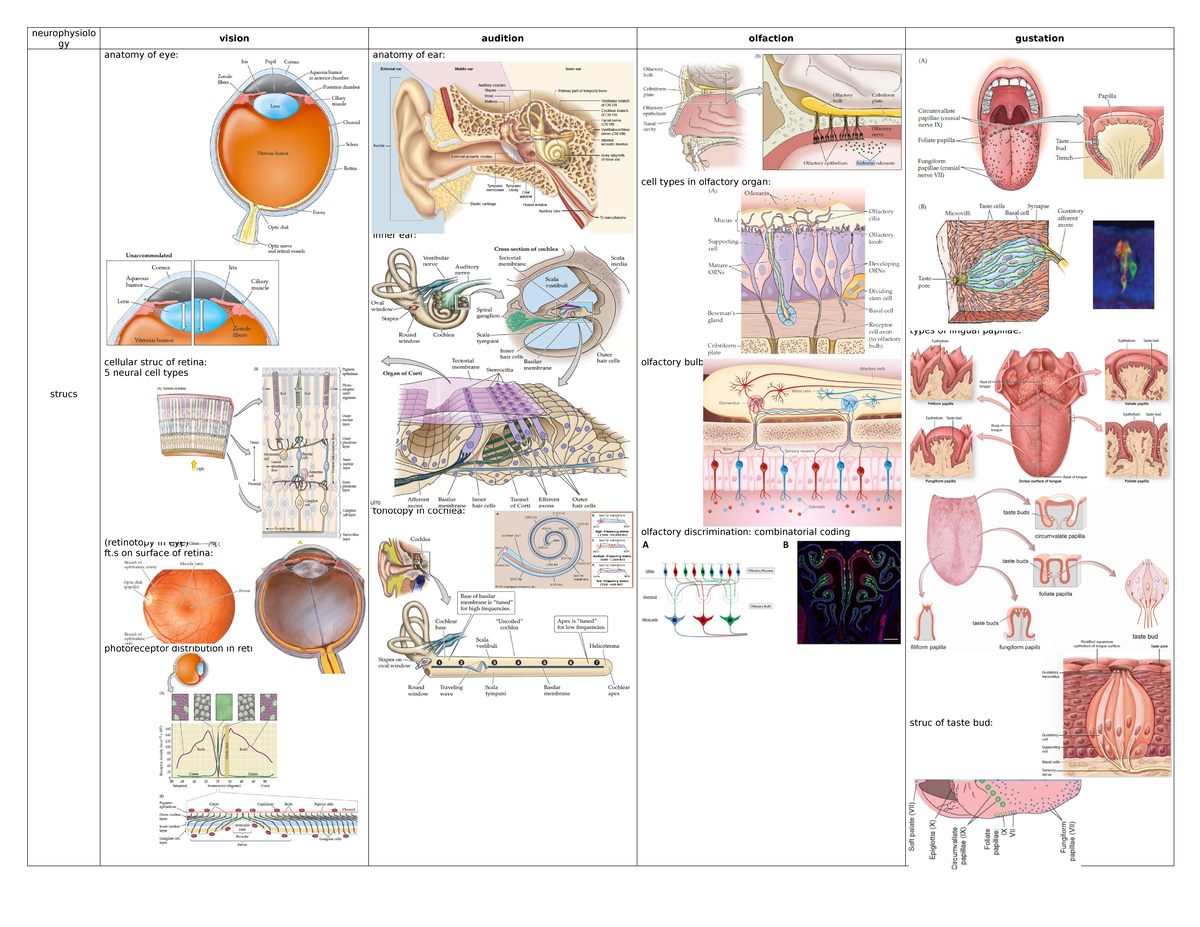 Sensory systems - vision, audition, olfaction and gustation - HUb3007S ...