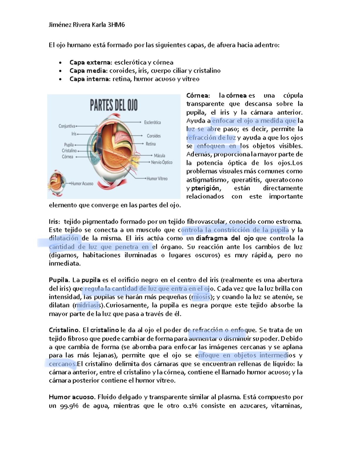 Capas del ojo humano - El ojo humano está formado por las siguientes ...