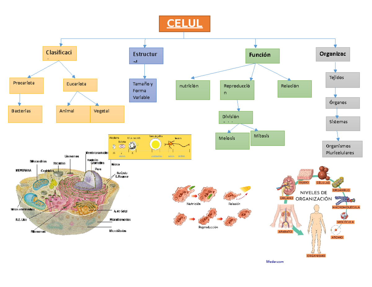 Portafolio de biología semana 1 la célula animal y sus componentes ...