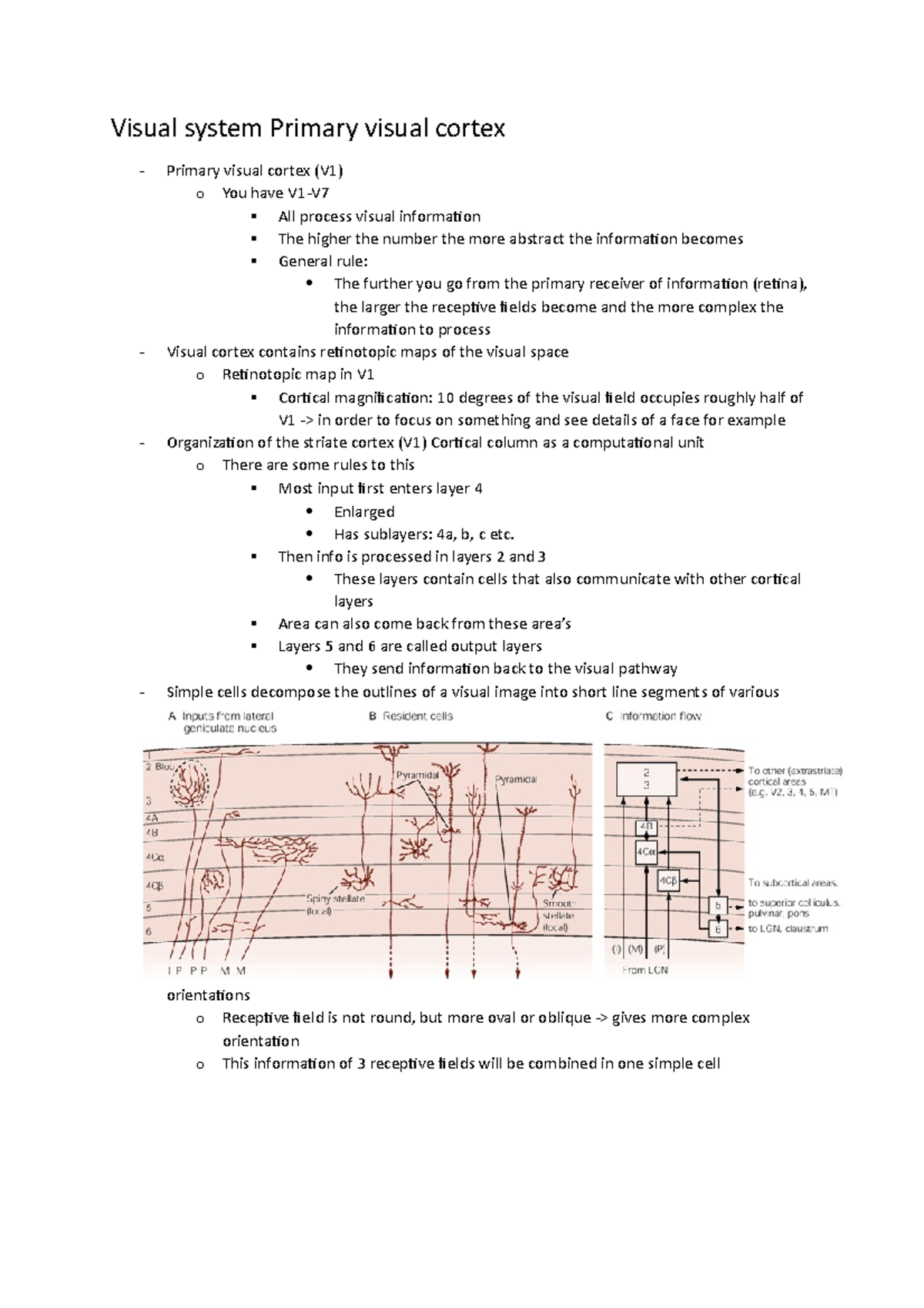 1.3.2 Visal system Primary visual cortex - Visual system Primary visual ...